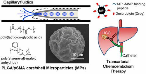 MT1-MMP Responsive Doxorubicin Conjugated Poly(lactic-co-glycolic Acid ...