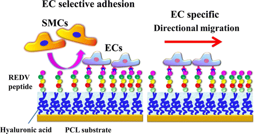 透明质酸包被的聚ε-己内酯膜上Arg-Glu-Asp-Val肽密度梯度的制备及其对内皮细胞选择性粘附和定向迁移的影响,ACS Applied ...