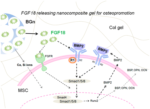 干细胞成骨促进储库：通过缓慢释放的FGF18和活化的BMP信号传导，具有生物活性的中孔纳米载体/胶原蛋白凝胶,ACS Applied Materials & Interfaces - X-MOL