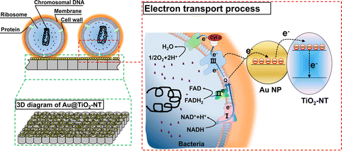 Extracellular Electron Transfer from Aerobic Bacteria to Au-Loaded TiO2 ...