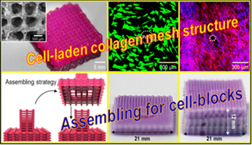 Strategy to Achieve Highly Porous/Biocompatible Macroscale Cell Blocks ...