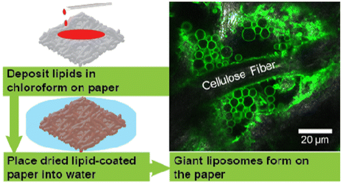 纤维素纸作为仿生大脂质体大分子自组装平台的新应用,ACS Applied Materials & Interfaces - X-MOL
