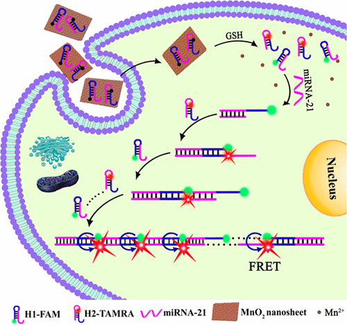 Biodegradable MnO2 Nanosheet-Mediated Signal Amplification in Living ...