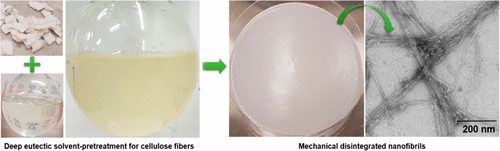 Cellulose Nanofibrils from Nonderivatizing Urea-Based Deep Eutectic ...
