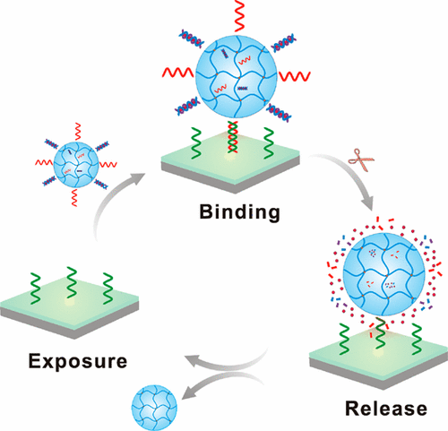 Nanoparticle-Programmed Surface for Drug Release and Cell Regulation ...