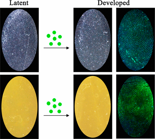 Fluorescence Development of Latent Fingerprint with Conjugated Polymer ...