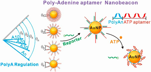 Probing Cellular Molecules with PolyA-Based Engineered Aptamer ...