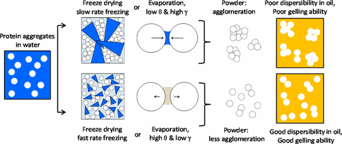 Controlling Agglomeration of Protein Aggregates for Structure Formation ...