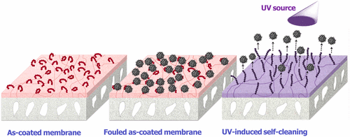 Self-Cleaning Membranes from Comb-Shaped Copolymers with ...