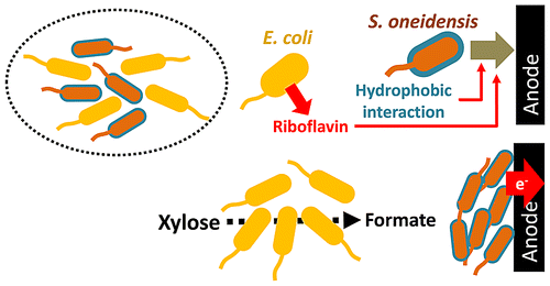 Engineering Electrode-Attached Microbial Consortia for High-Performance ...
