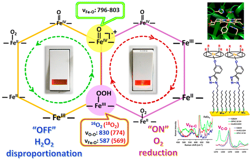 Catalytic H2O2 Disproportionation and Electrocatalytic O2 Reduction by ...