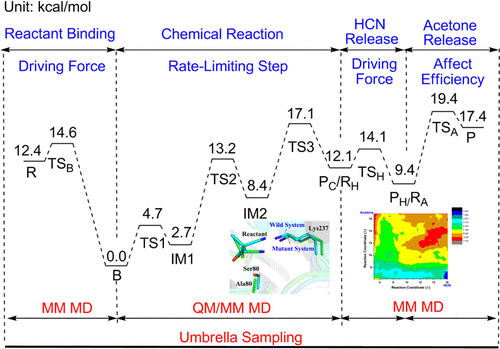 A Comprehensive Understanding of Enzymatic Catalysis by Hydroxynitrile ...