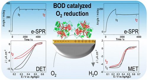 Efficiency of Enzymatic O2 Reduction by Myrothecium verrucaria Bilirubin Oxidase Probed by ...