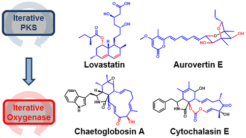 Coordinated and Iterative Enzyme Catalysis in Fungal Polyketide Biosynthesis,ACS Catalysis - X-MOL