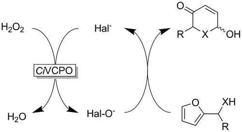 生物催化的Aza-Achmatowicz反应,ACS Catalysis - X-MOL