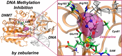 Zebularine抑制DNA甲基化的分子机理,ACS Catalysis - X-MOL