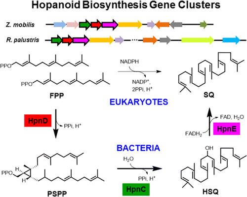 Biosynthesis of Squalene from Farnesyl Diphosphate in Bacteria: Three ...
