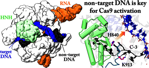 Striking Plasticity of CRISPR-Cas9 and Key Role of Non-target DNA, as Revealed by Molecular ...