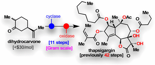 Scalable Synthesis of (-)-Thapsigargin.,ACS Central Science - X-MOL