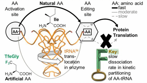 Discovery and Investigation of Natural Editing Function against ...