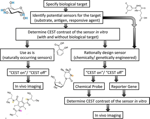 CEST MRI 非金属生物传感器的分子工程,ACS Chemical Biology - X-MOL