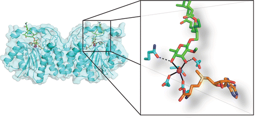 糖 O- 甲基转移酶的MycF / TylF家族中底物特异性和区域化学的结构基础。,ACS Chemical Biology - X-MOL