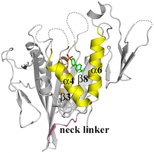 Structural Basis of New Allosteric Inhibition in Kinesin Spindle ...
