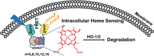 A Genetically Encoded FRET Sensor for Intracellular Heme,ACS Chemical ...