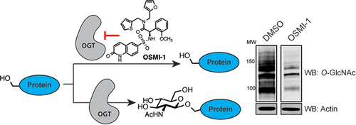 抑制细胞中OGT活性的小分子,ACS Chemical Biology - X-MOL