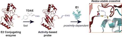 Orthogonal Thiol Functionalization at a Single Atomic Center for ...