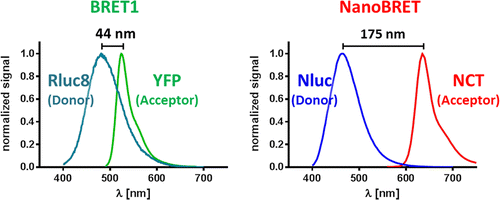 NanoBRET-用于蛋白质-蛋白质相互作用分析的新型BRET平台,ACS Chemical Biology - X-MOL