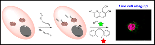 Second Generation TQ-Ligation for Cell Organelle Imaging,ACS Chemical ...