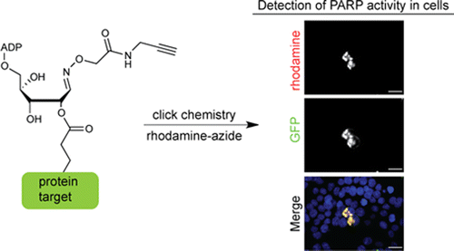 A Clickable Aminooxy Probe for Monitoring Cellular ADP-Ribosylation,ACS Chemical Biology - X-MOL