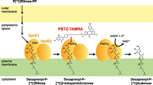 DprE1由于其细胞壁定位而成为脆弱的结核药物靶标,ACS Chemical Biology - X-MOL