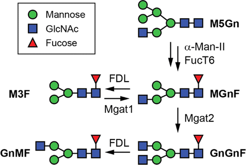 Modifying an Insect Cell N-Glycan Processing Pathway Using CRISPR-Cas ...