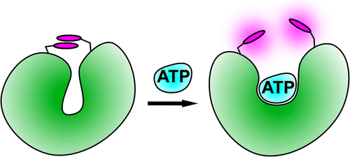 A Fluorescent, Reagentless Biosensor for ATP, Based on Malonyl-Coenzyme ...