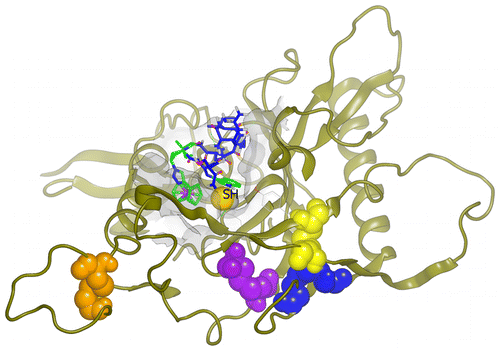 Disulfide Sensitivity in the Env Protein Underlies Lytic Inactivation ...