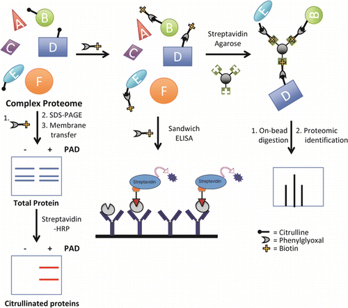 Chemical Proteomic Platform To Identify Citrullinated Proteins,ACS ...