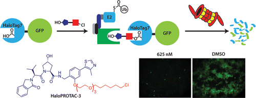 HaloPROTACS: Use of Small Molecule PROTACs to Induce Degradation of HaloTag Fusion Proteins,ACS ...