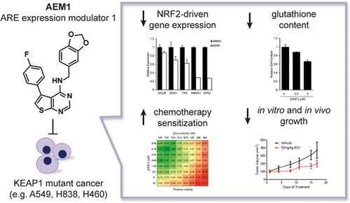 A Small Molecule Inhibits Deregulated NRF2 Transcriptional Activity in ...