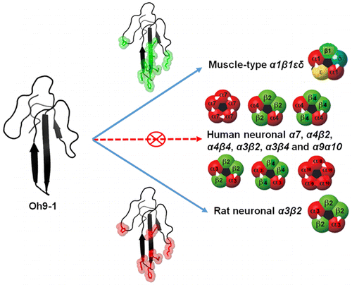 A Distinct Functional Site in Ω-Neurotoxins: Novel Antagonists of ...