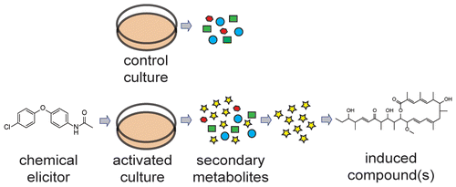 Activity-Independent Discovery of Secondary Metabolites Using Chemical ...
