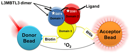 The L3MBTL3 Methyl-Lysine Reader Domain Functions As a Dimer,ACS ...