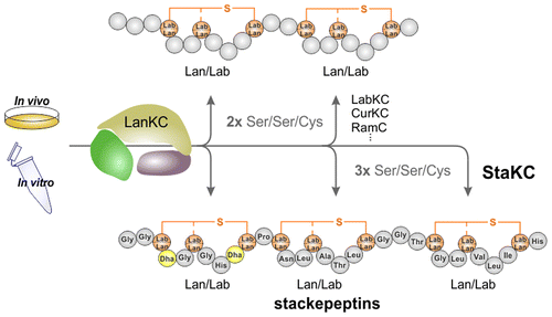 The Supersized Class III Lanthipeptide Stackepeptin Displays Motif ...