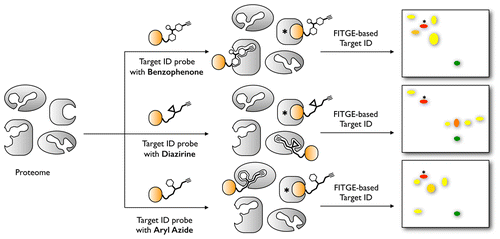 Investigation of Specific Binding Proteins to Photoaffinity Linkers for ...
