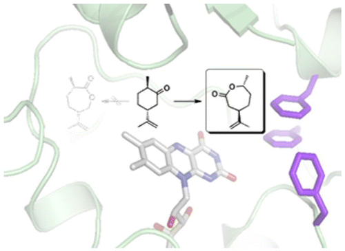 Switching the Regioselectivity of a Cyclohexanone Monooxygenase toward ...