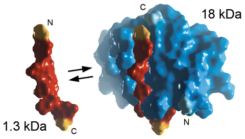 NanoLuc Complementation Reporter Optimized for Accurate Measurement of ...