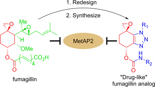 Spiroepoxytriazoles Are Fumagillin-like Irreversible Inhibitors of ...