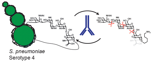 Deciphering Antigenic Determinants of Streptococcus pneumoniae Serotype 4 Capsular ...