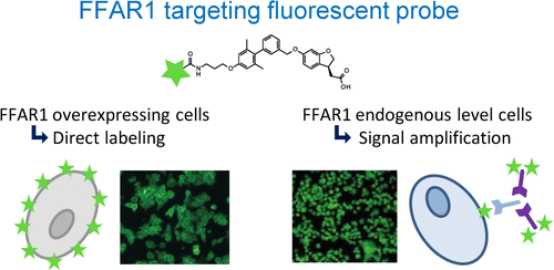 有望用于β细胞成像的新型FFAR1 / GPR40靶向荧光探针的合成与表征,ACS Chemical Biology - X-MOL